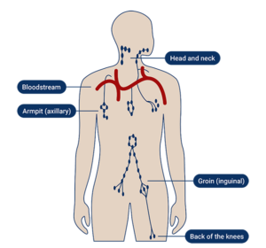 How to check your lymph nodes