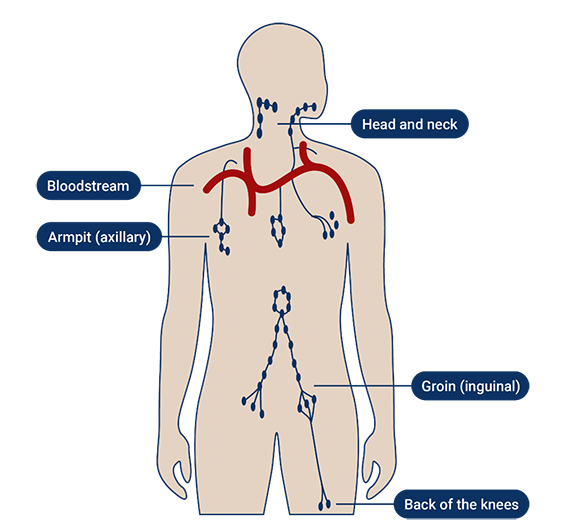 How to check your lymph nodes